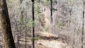 Ziplining at Adventureworks in Hot Springs - AR Own Backyard